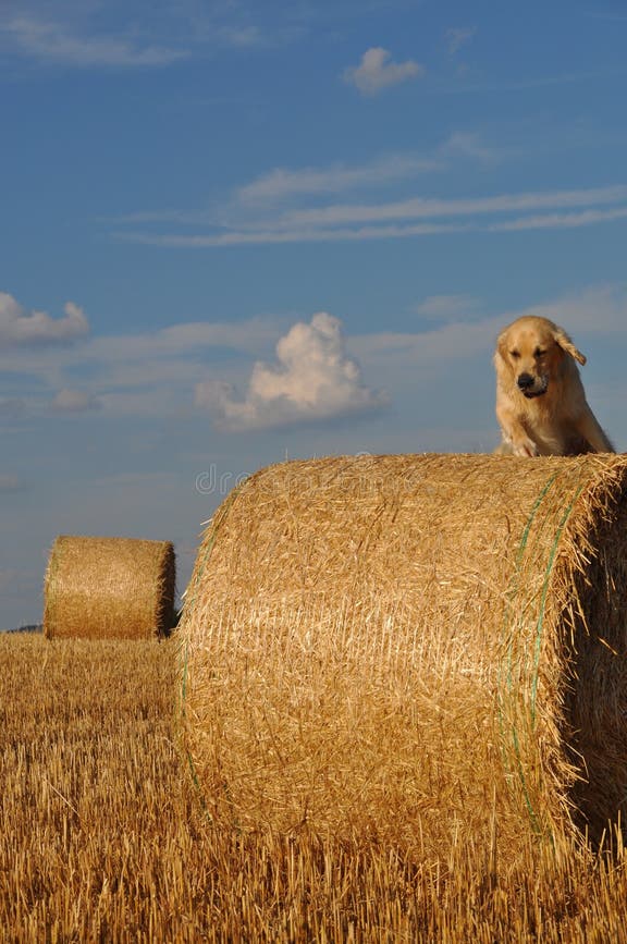 Dog in the strow stock photo. Image of idyll, ground - 15119696
