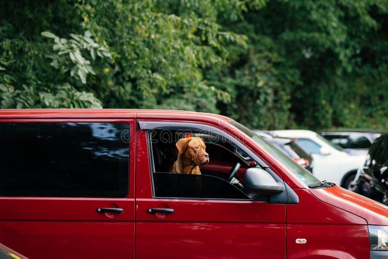 228 Background Image Dog Head Out Car Window Stock Photos - Free ...