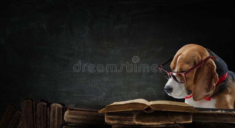 Dog Study Science. Mixed Media Stock Photo - Image of breed, school ...