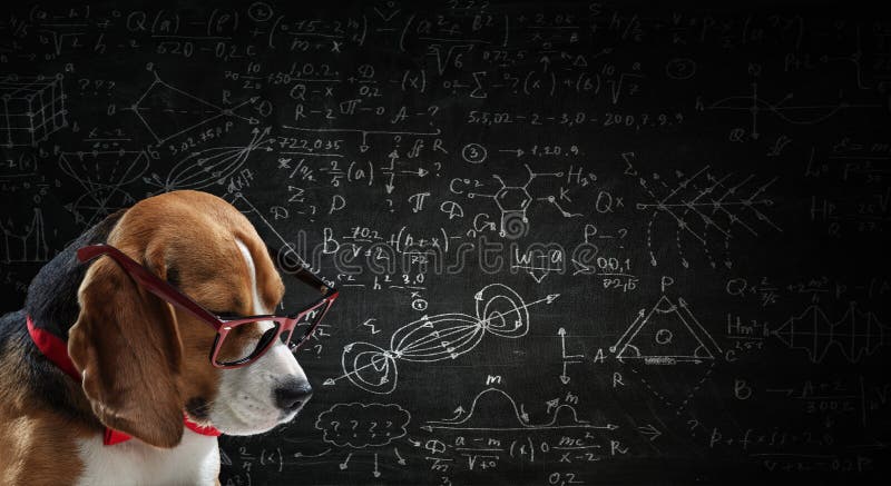 Dog Study Science. Mixed Media Stock Photo - Image of numbers ...