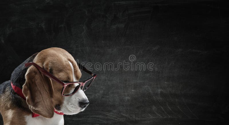 Dog Study Science. Mixed Media Stock Image - Image of symbol, science ...