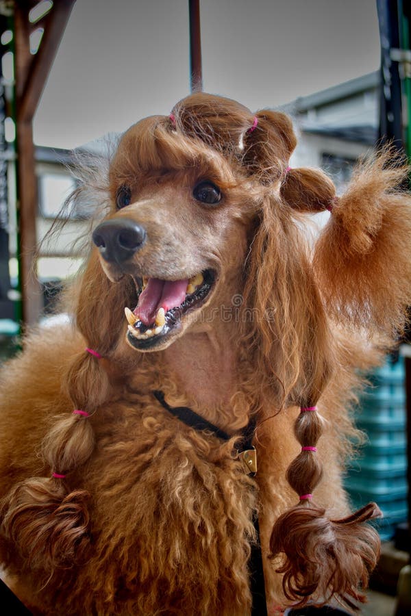 Dog with style stock image. Image of funny, ears, domestic - 53142877