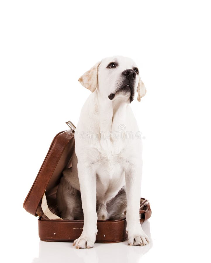 Dog with a suitcase stock image. Image of looking, expression - 27690945