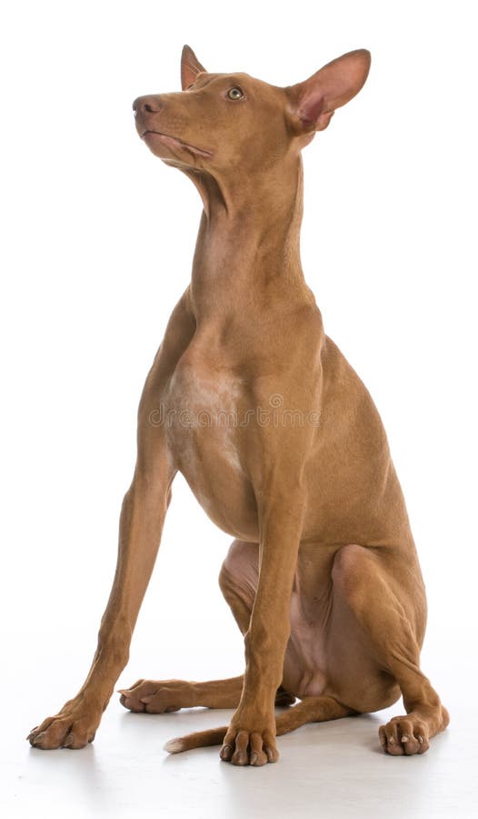 Sulking dog stock photo. Image of back, emotion, sitting - 11841342