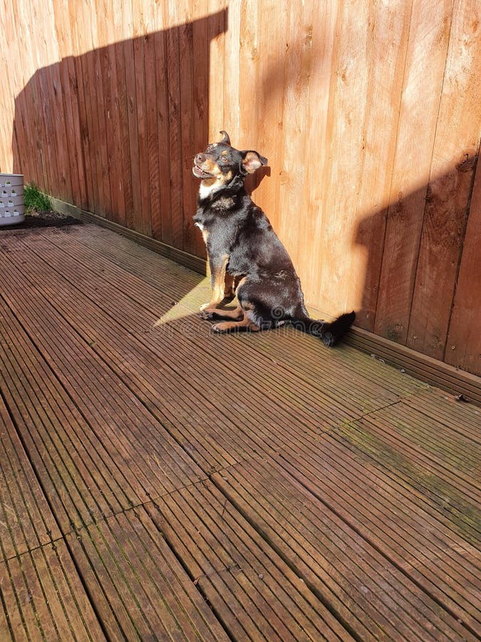 Dog in the sun stock image. Image of decking, staring - 175859555