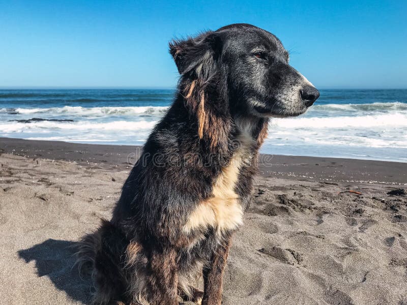 Dog Sunbathing on the Beach Stock Photo - Image of black, sitting ...