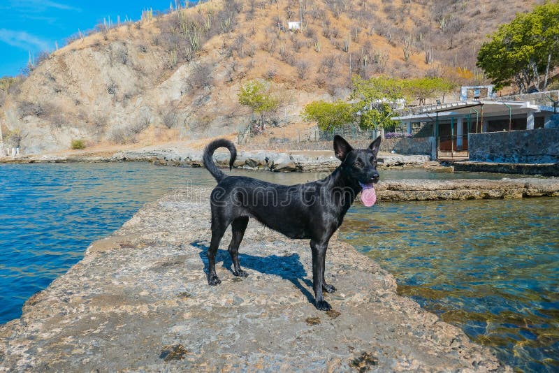 Dog Sunbathing, Beautiful Picture Outdoors Stock Image - Image of alone ...