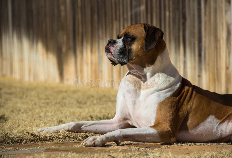 White boxer dog stock image. Image of collar, closeup - 24941671