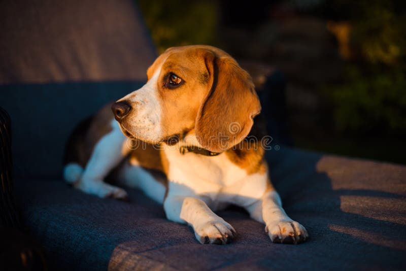 Dog on Sunbed Lying on Sofa Stock Photo - Image of dogcollar, basset ...