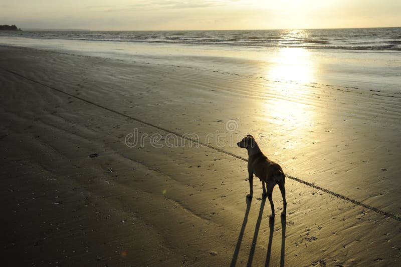 Dog at sunset stock photo. Image of animal, shore, water - 10028702