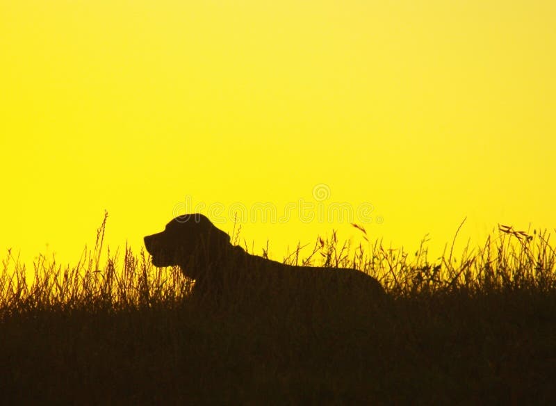 Dog at sunset stock image. Image of dogs, yellow, sunset - 9659715