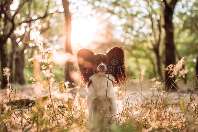 Dog at sunset stock image. Image of mammal, branch, animal - 222097771