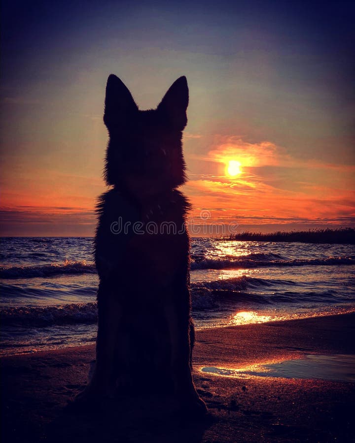 51,702 Dog Sunset Stock Photos - Free & Royalty-Free Stock Photos from ...