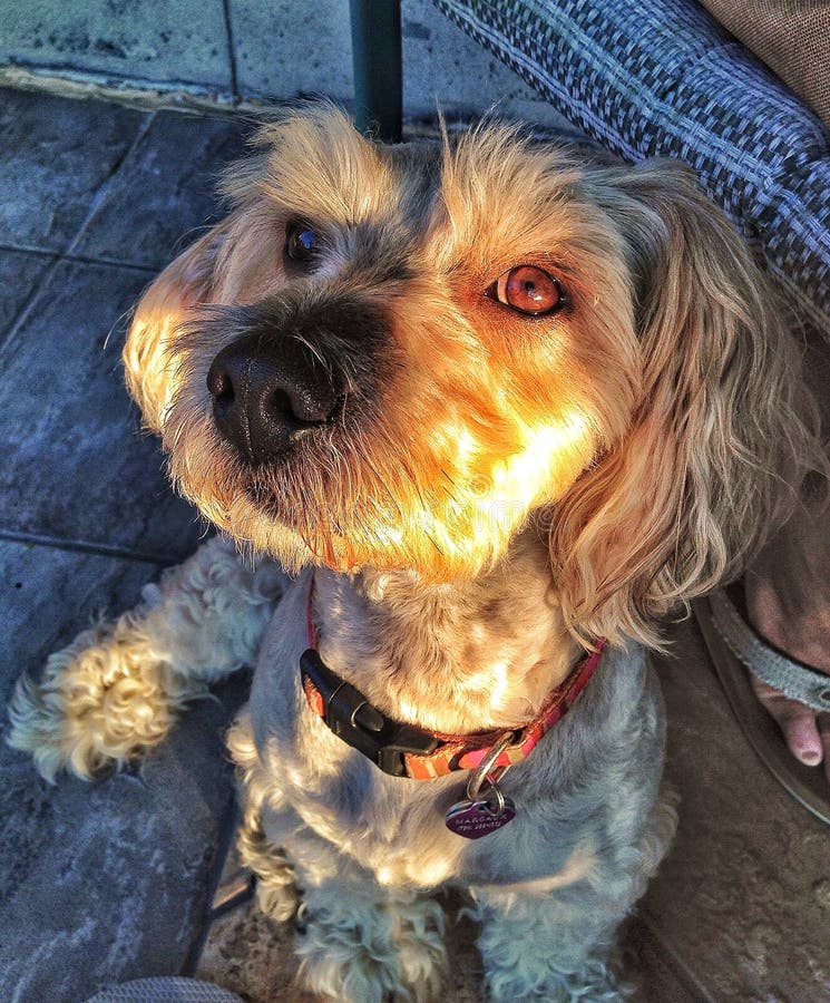 Dog at sunset stock photo. Image of peaceful, eyes, sitting - 45449076