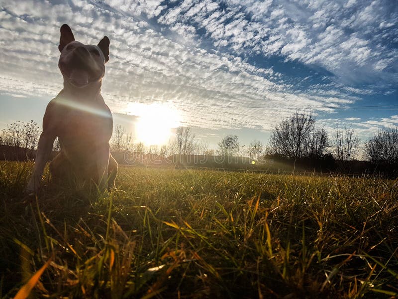 Dog at sunset stock image. Image of cute, landscape - 109209625