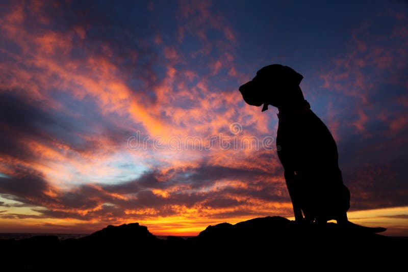 Dog in the sunset stock image. Image of animal, color - 44734931