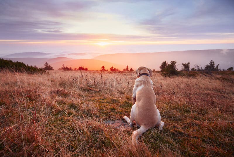 Happy dog in mountains stock photo. Image of motion - 121709538