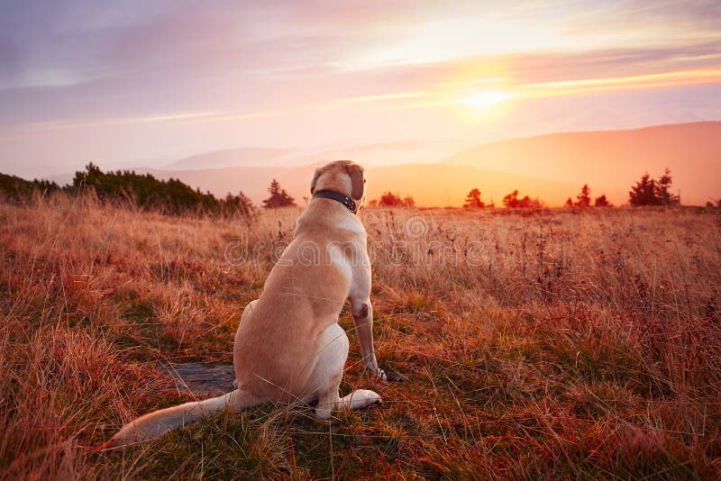 Dog at the sunset stock image. Image of adorable, landscape - 61843705