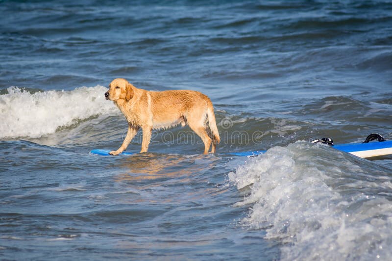 Surfing Dog on a Surfboad on the Sea Riding the Waves Stock Image ...