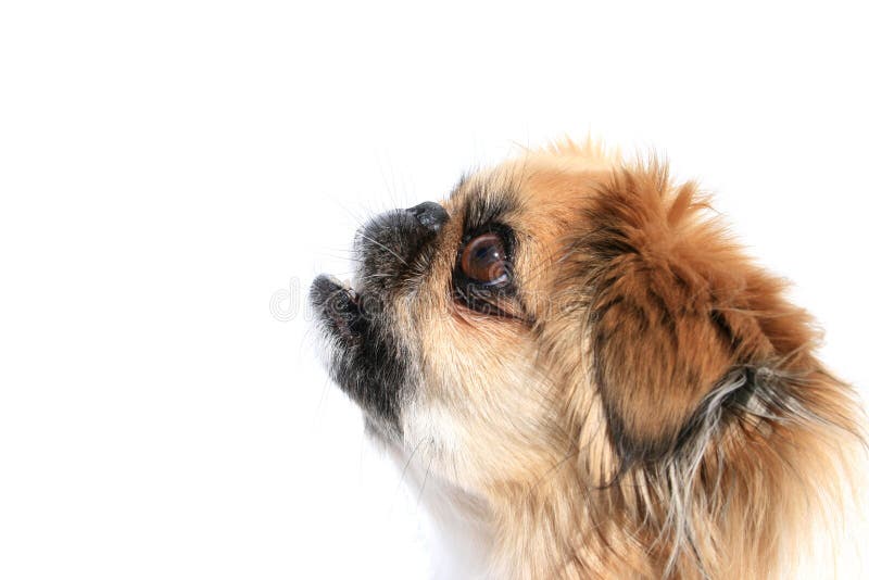 Surprised Dog Picture. Image: 17839199