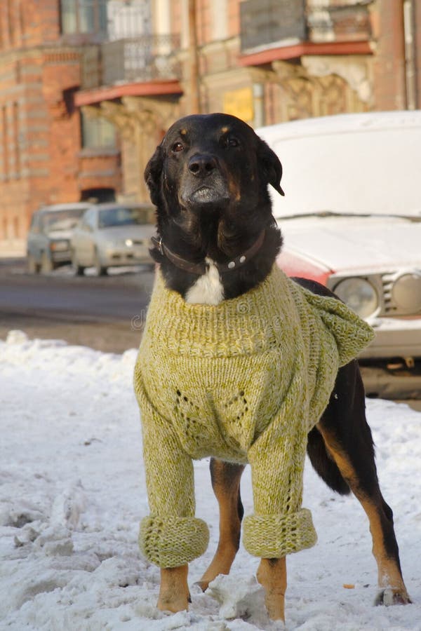 Dog in sweater 01 stock photo. Image of holiday, animal - 1868172