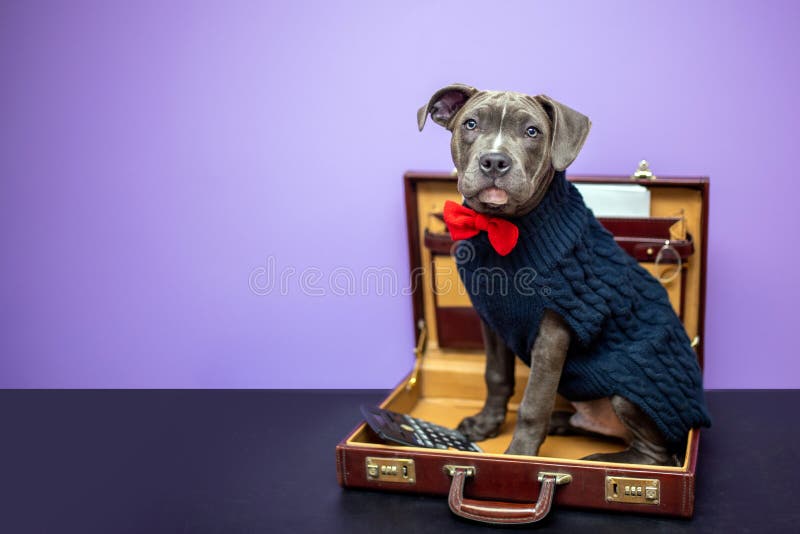 Dog in a Sweater, Dog at Work with a Purple Wall. Pets at Work Concept ...