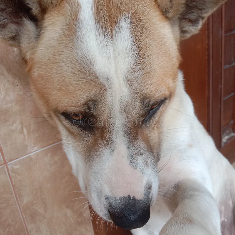 The Dog is Sweet and Cute Full of Seduction Wow this is Nice Stock ...