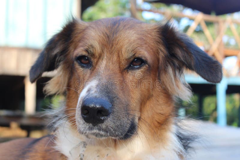 A Dog with Sweet and Sweet Look Lying Stock Photo - Image of lying ...