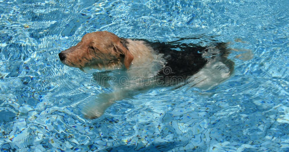 488 Funny Swimming Pool Animals Stock Photos - Free & Royalty-Free ...