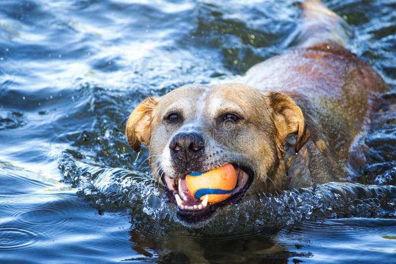 Dog swimming in the river stock image. Image of canine - 98482183