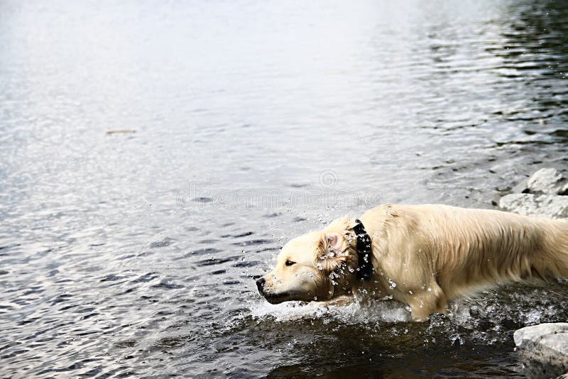 Dog swimming in river stock image. Image of boxer, breed - 120429849