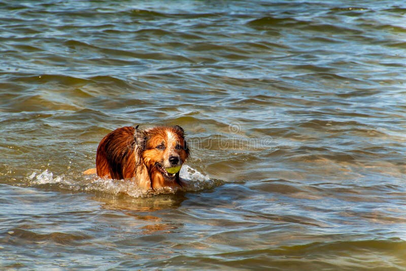 Dog Swims in the Sea. the Dog is Playing in the Waves of the Baltic Sea ...