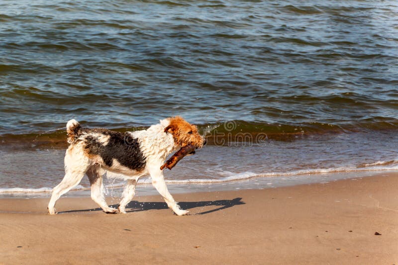 Dog Swims in the Sea. the Dog is Playing in the Waves of the Baltic Sea ...