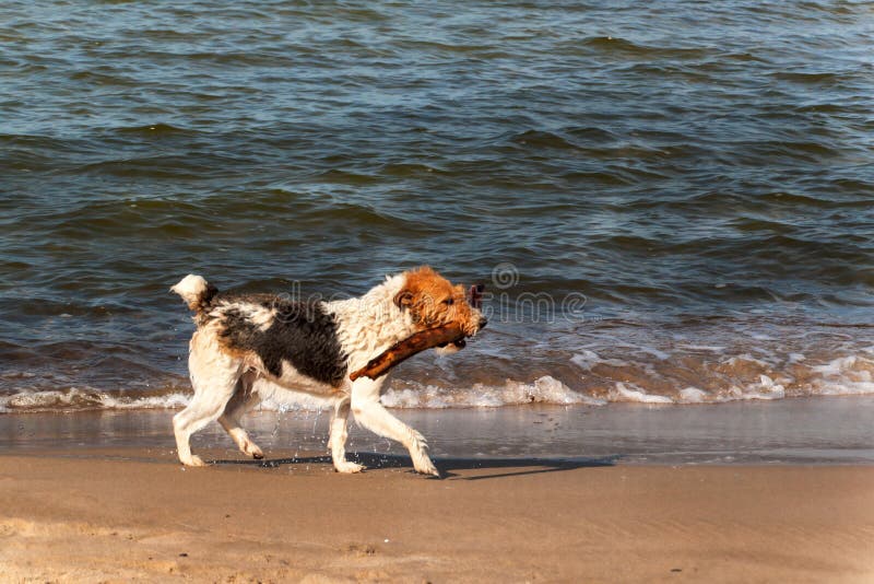 Dog Swims in the Sea. the Dog is Playing in the Waves of the Baltic Sea ...