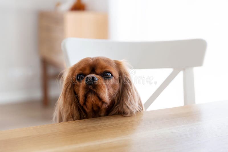 Dog at the table stock photo. Image of people, soft - 230982118