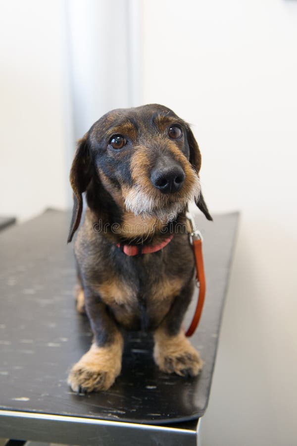 Dog at Table from Veterinarian Stock Photo - Image of domestic, syringe ...