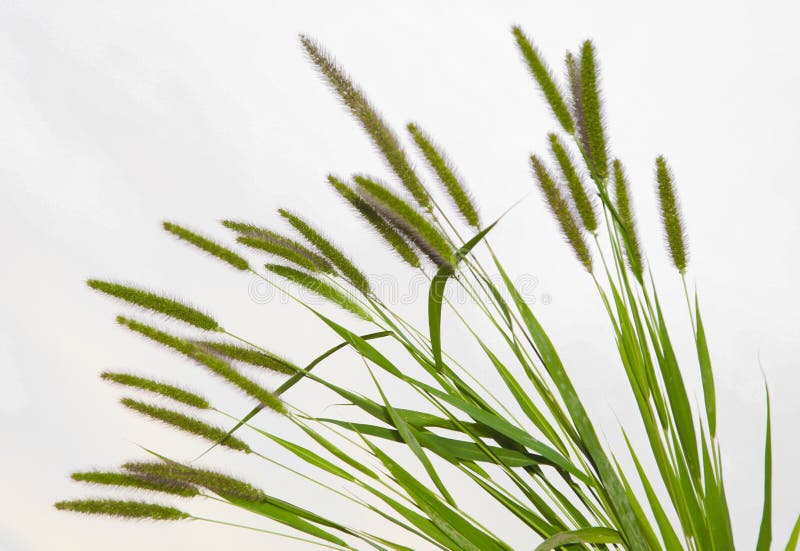 Dog s tail grass stock image. Image of field, grass, natural - 58940755