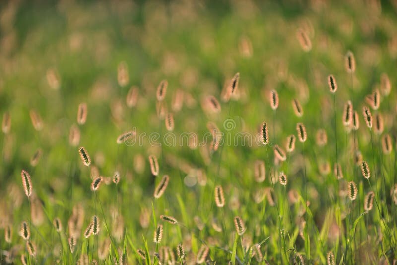 Dog tail grass in the halo stock photo. Image of gallery - 132137746