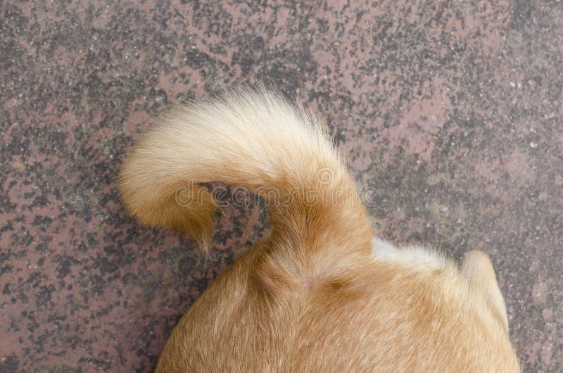 Dog tail stock image. Image of alert, canine, male, doggy - 66513541