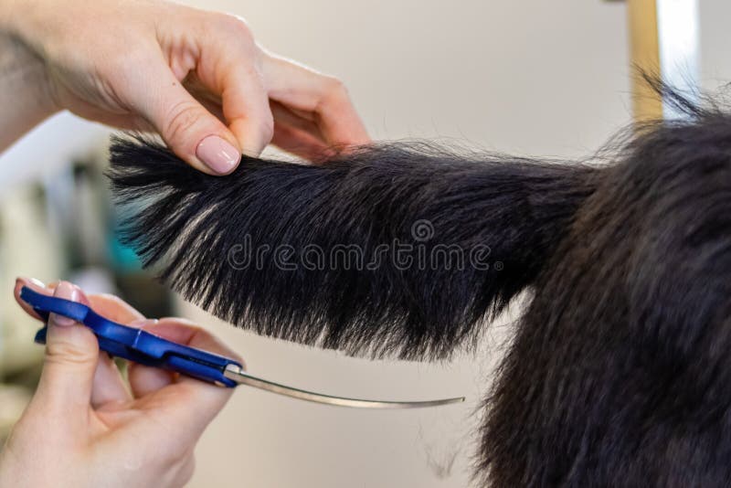 Dog Tail Trimmed with Scissors by Professional Groomer Stock Photo ...