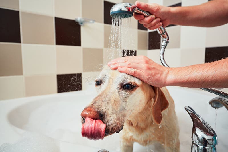 Dog Taking Bath Stock Photos - Download 1,182 Royalty Free Photos