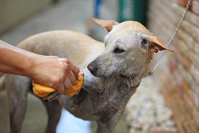 Dog Taking a Bath with Soap and Water Stock Photo - Image of batthed ...