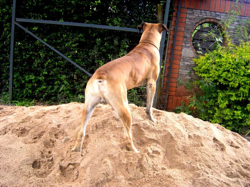 A Dog stock image. Image of compound, taking, attack - 87862129