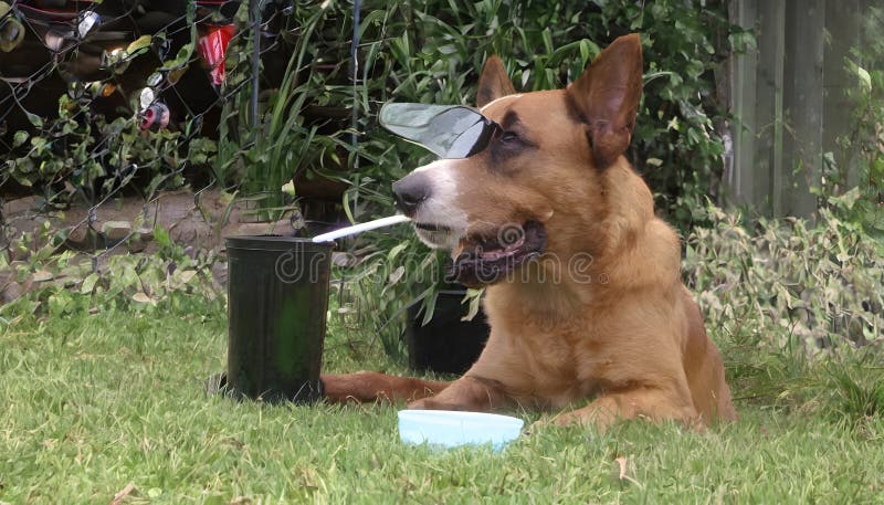 A Dog Taking a Drink from a Straw Stock Illustration - Illustration of ...