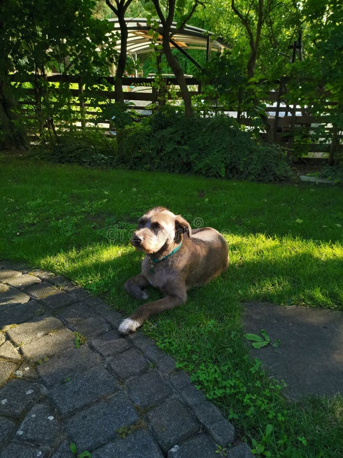 Dog taking a nap stock photo. Image of tree, puppy, green - 192776136