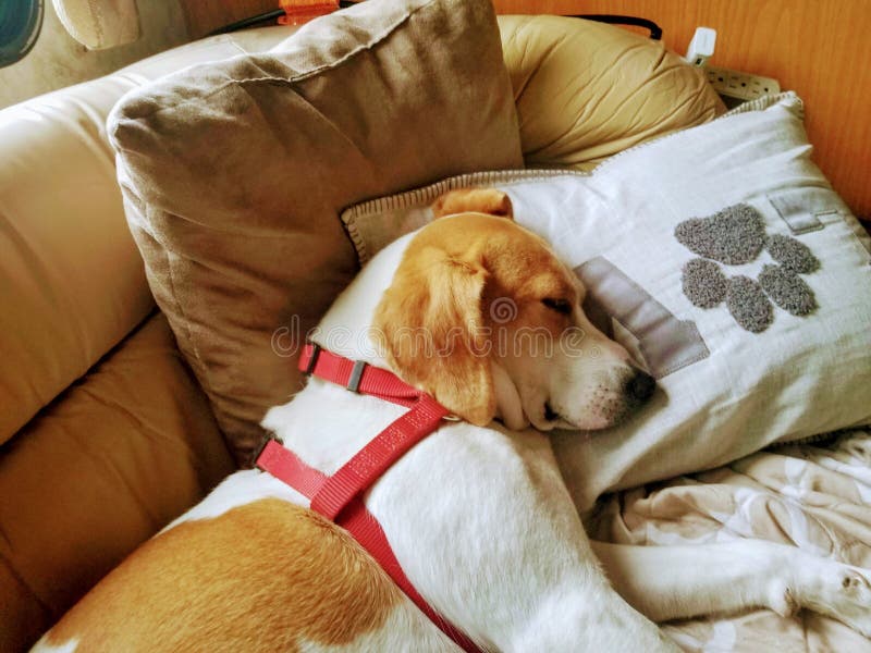 Dog Taking a Nap with Her Special Pillow Stock Photo - Image of pets ...