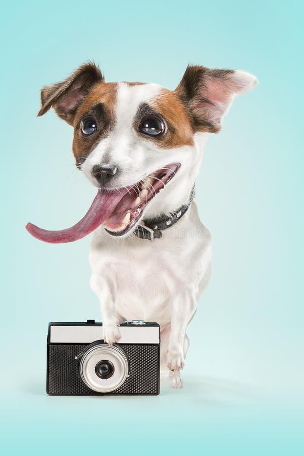 Dog Taking a Photo with an Old Camera Stock Image - Image of pretty ...