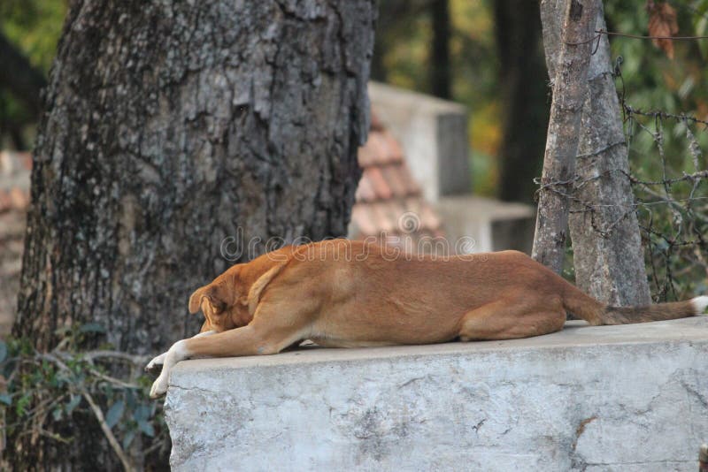 Dog Taking Rest after a Long Days Journey Stock Photo - Image of ...