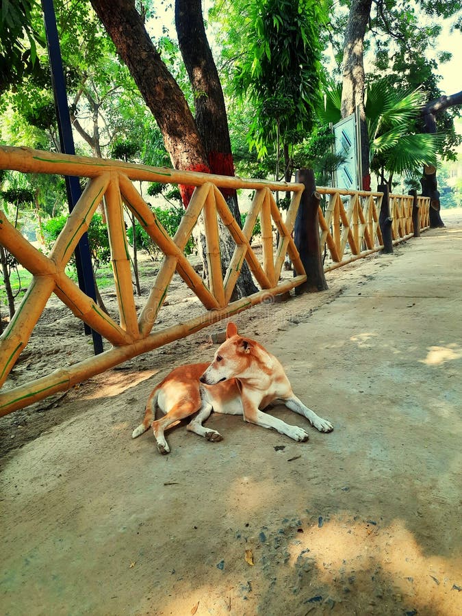 Dog taking rest on path stock image. Image of rest, animals - 161862743