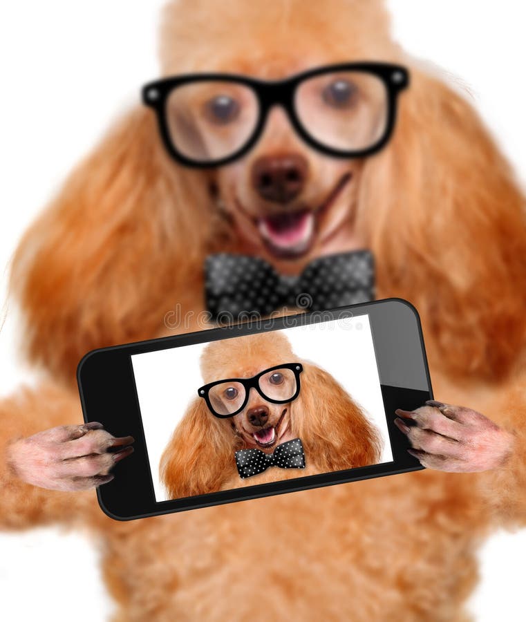 Dog Taking a Selfie with a Smartphone Stock Photo - Image of phone ...